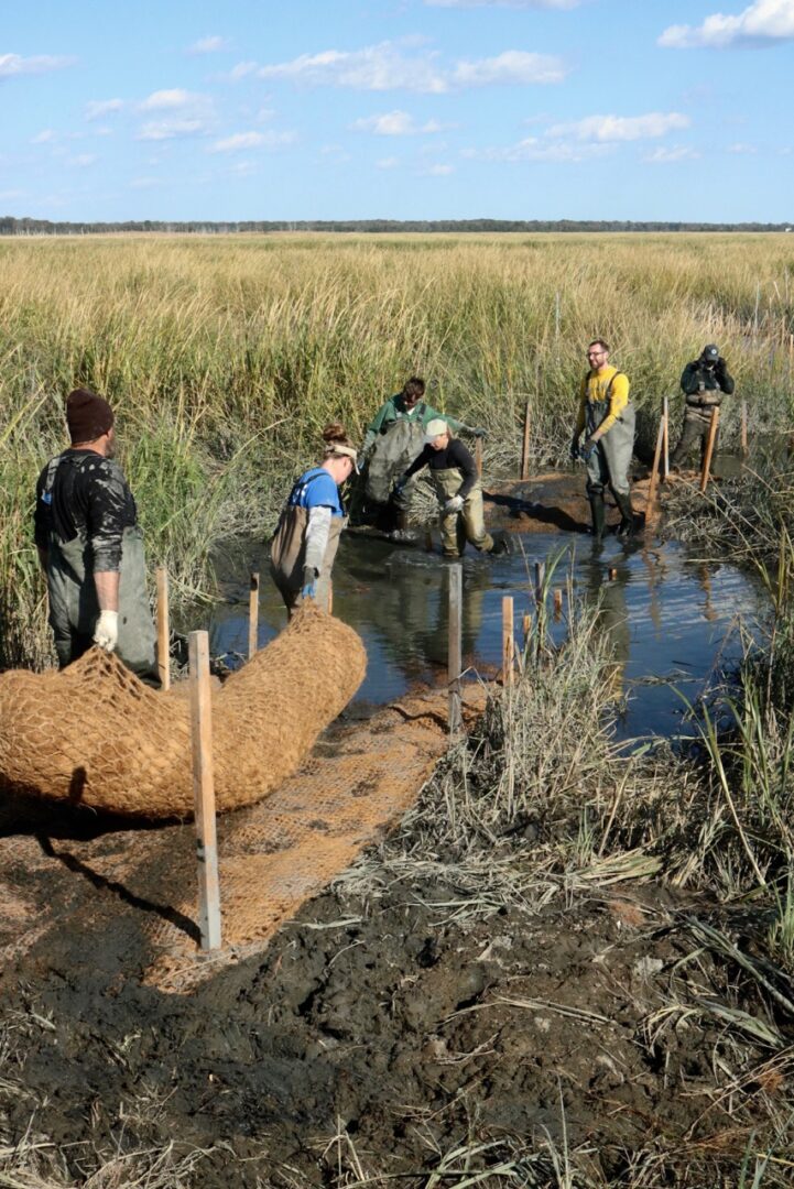 Salt Marsh Restoration – Wildlife Restoration Partnerships